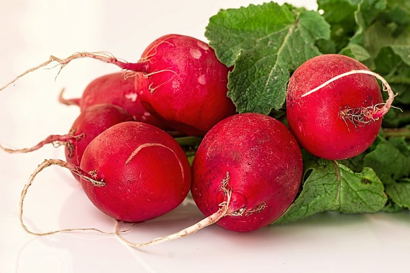 Rábanos, una buena fuente de vitamina C, entre otros beneficios – DIARIO GT